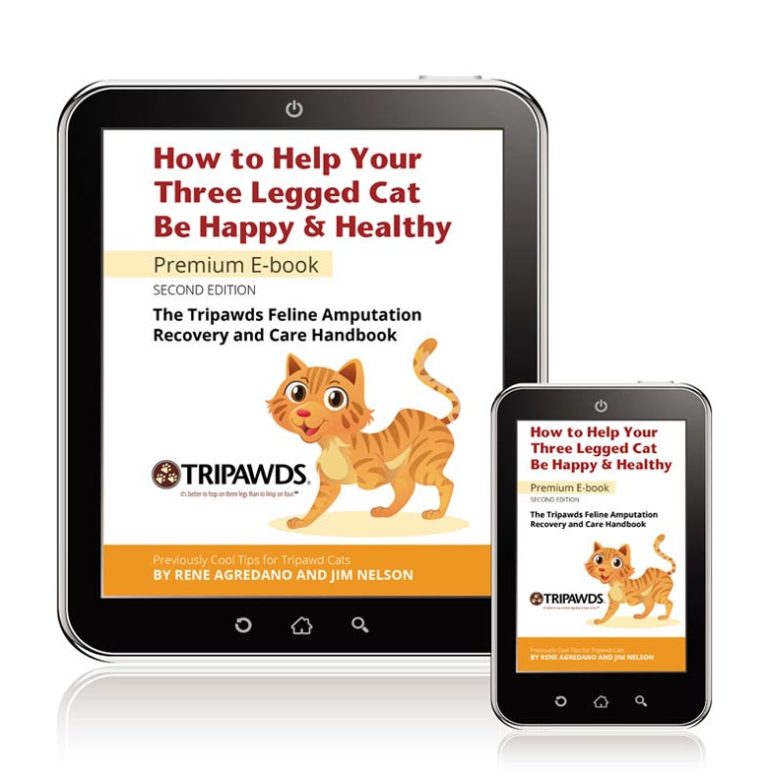How to Help Your Three Legged Cat Feline Amputation Handbook